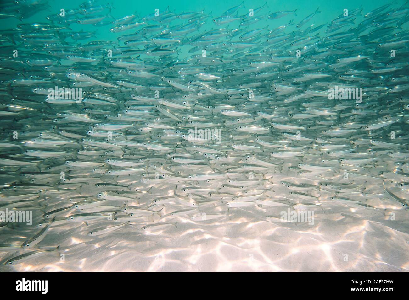 lot of small fish in the sea under water fish colony, fishing, ocean ...