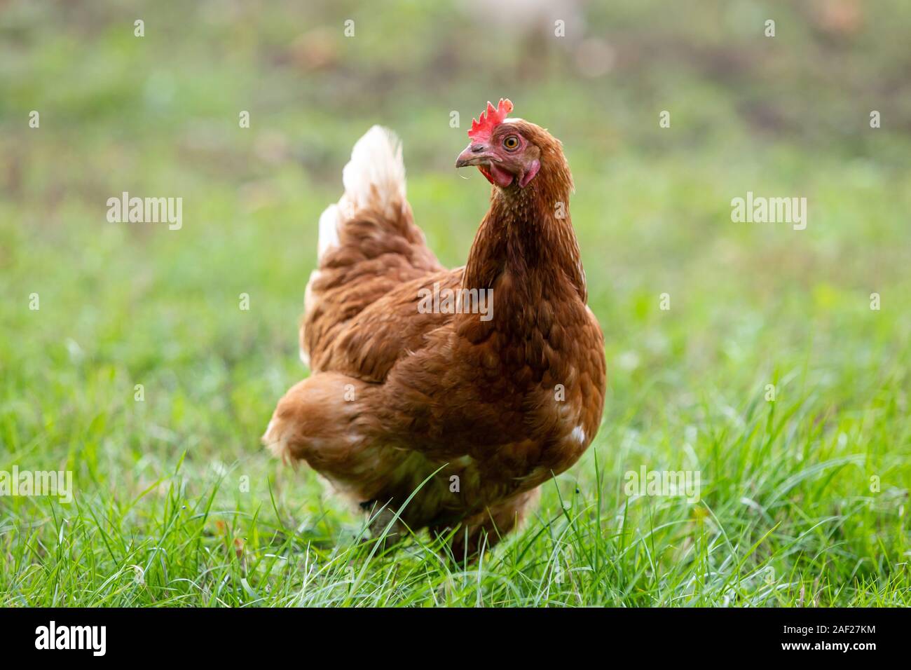 Illustration, free living chicken at an ecological farm in Herzberg ...