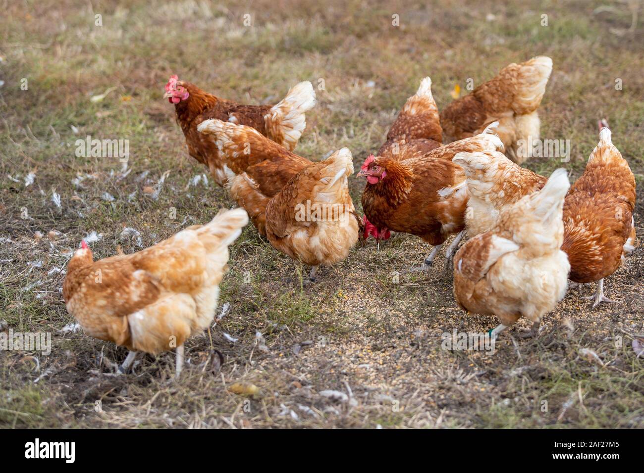 Illustration, free living chicken at an ecological farm in Herzberg ...