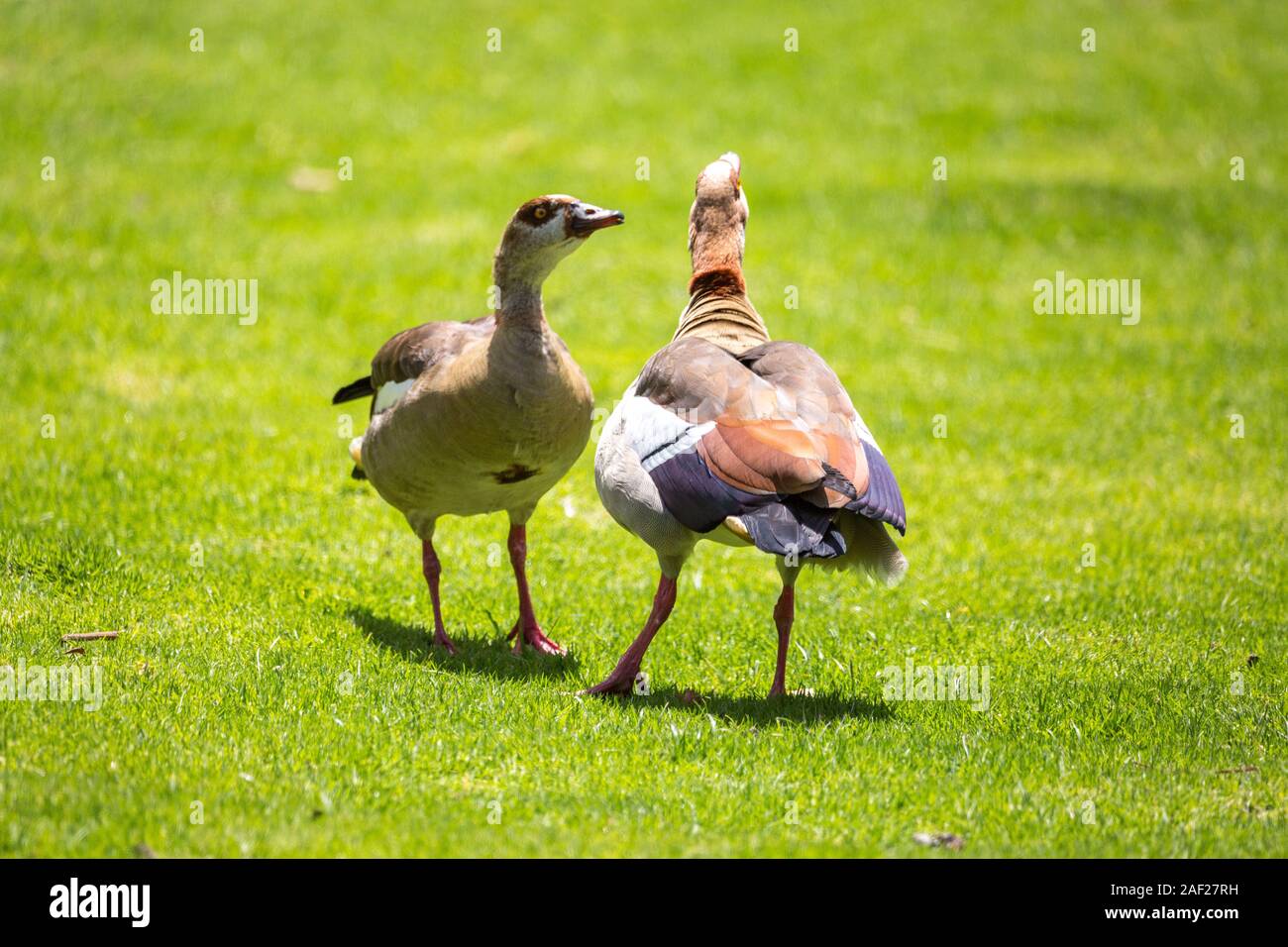 Geese fighting hi-res stock photography and images - Alamy
