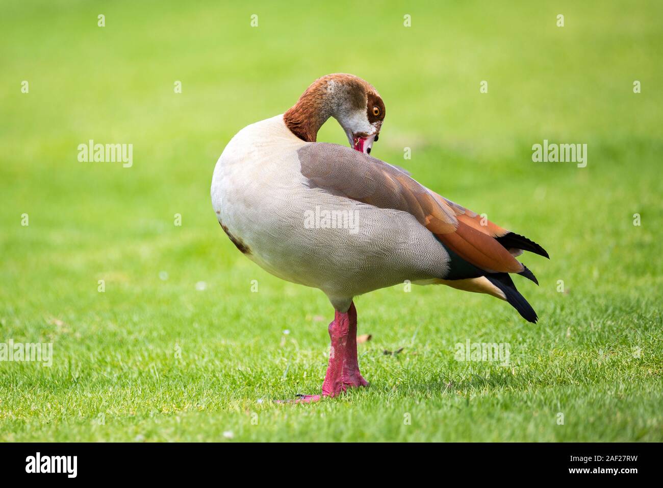 Egyptian goose (Alopochen aegyptiaca) standing on a meadow and cleaning ...