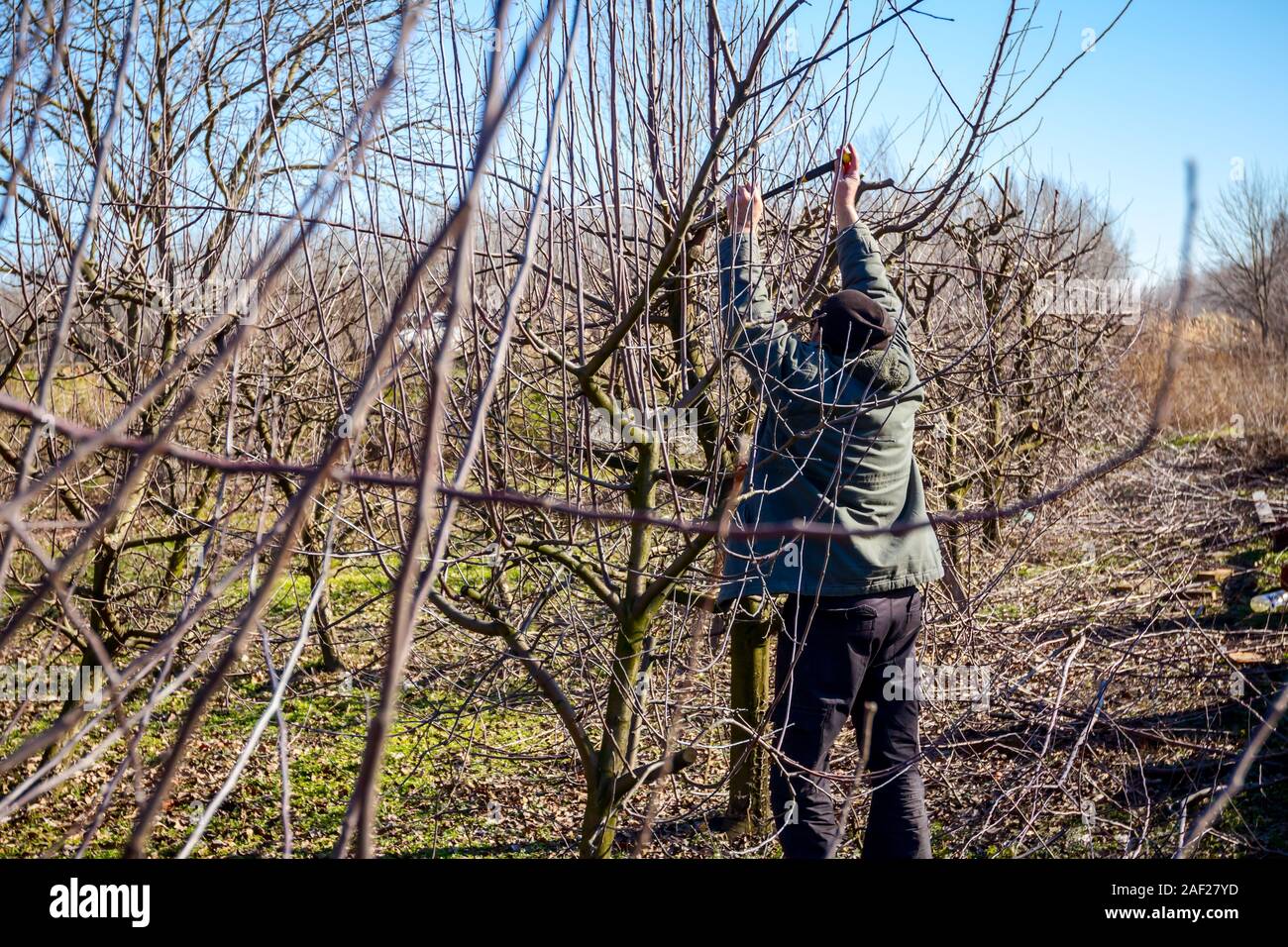 Farmer is pruning branches of fruit trees in orchard using long loppers ...