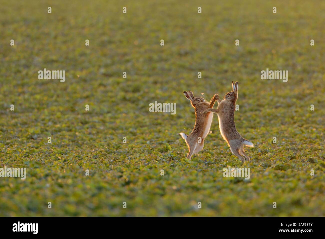 Brown Hare / European Hare ( Lepus europaeus ) in fight, fighting ...