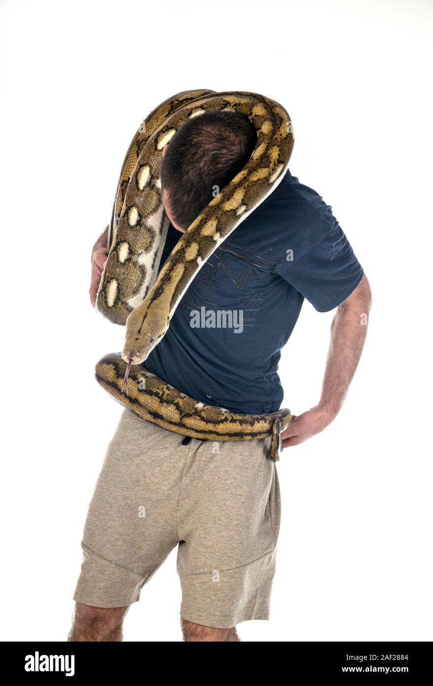 Reticulated python in front of white background Stock Photo - Alamy