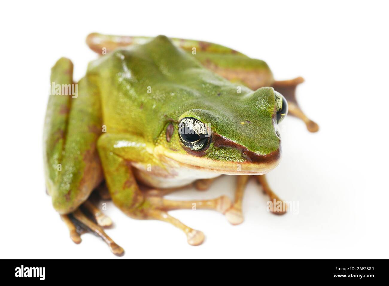 Common Southeast Asian Green Tree Frog - Polypedates leucomystax ...