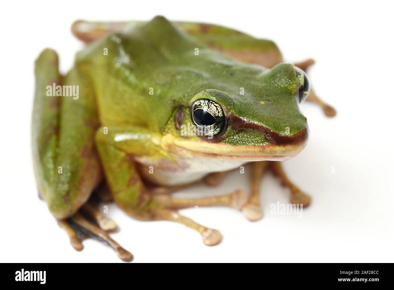 Common Southeast Asian Green Tree Frog - Polypedates leucomystax ...