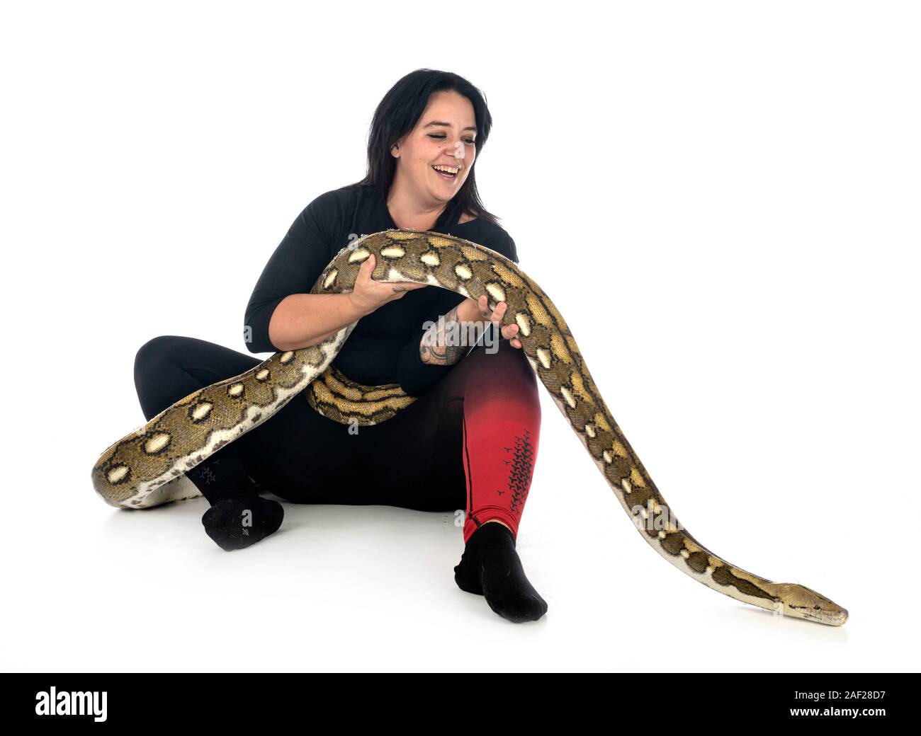 Reticulated python in front of white background Stock Photo - Alamy