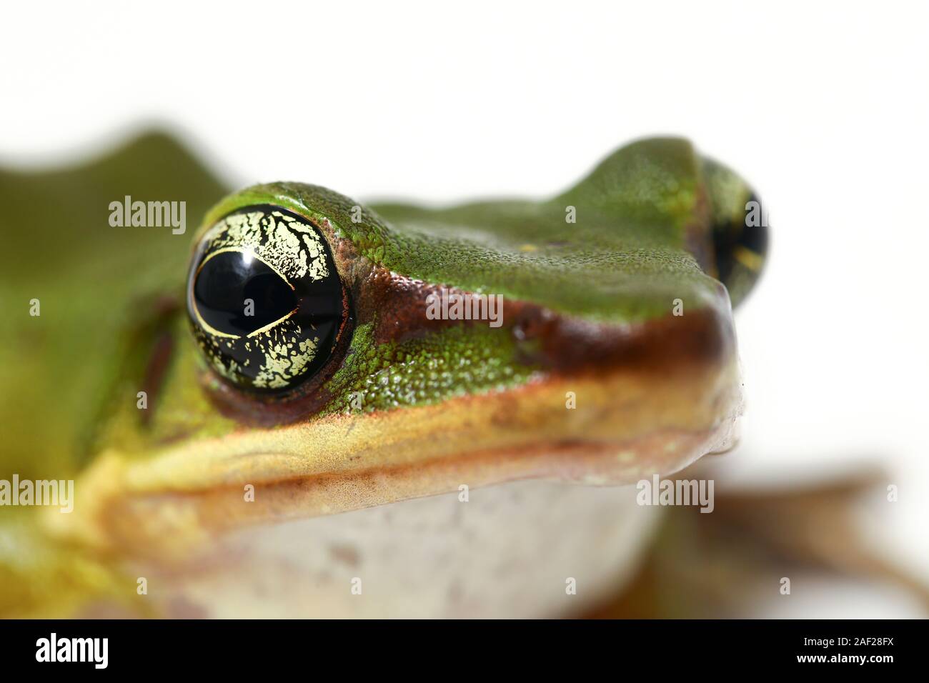 Common Southeast Asian Green Tree Frog - Polypedates leucomystax ...