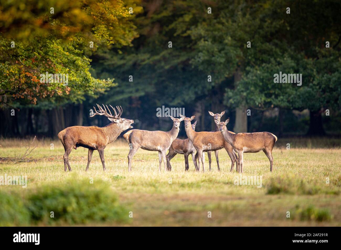 Red Deer (Cervus elaphus) with a pack of Bald Deer / Red Deer cows on a ...