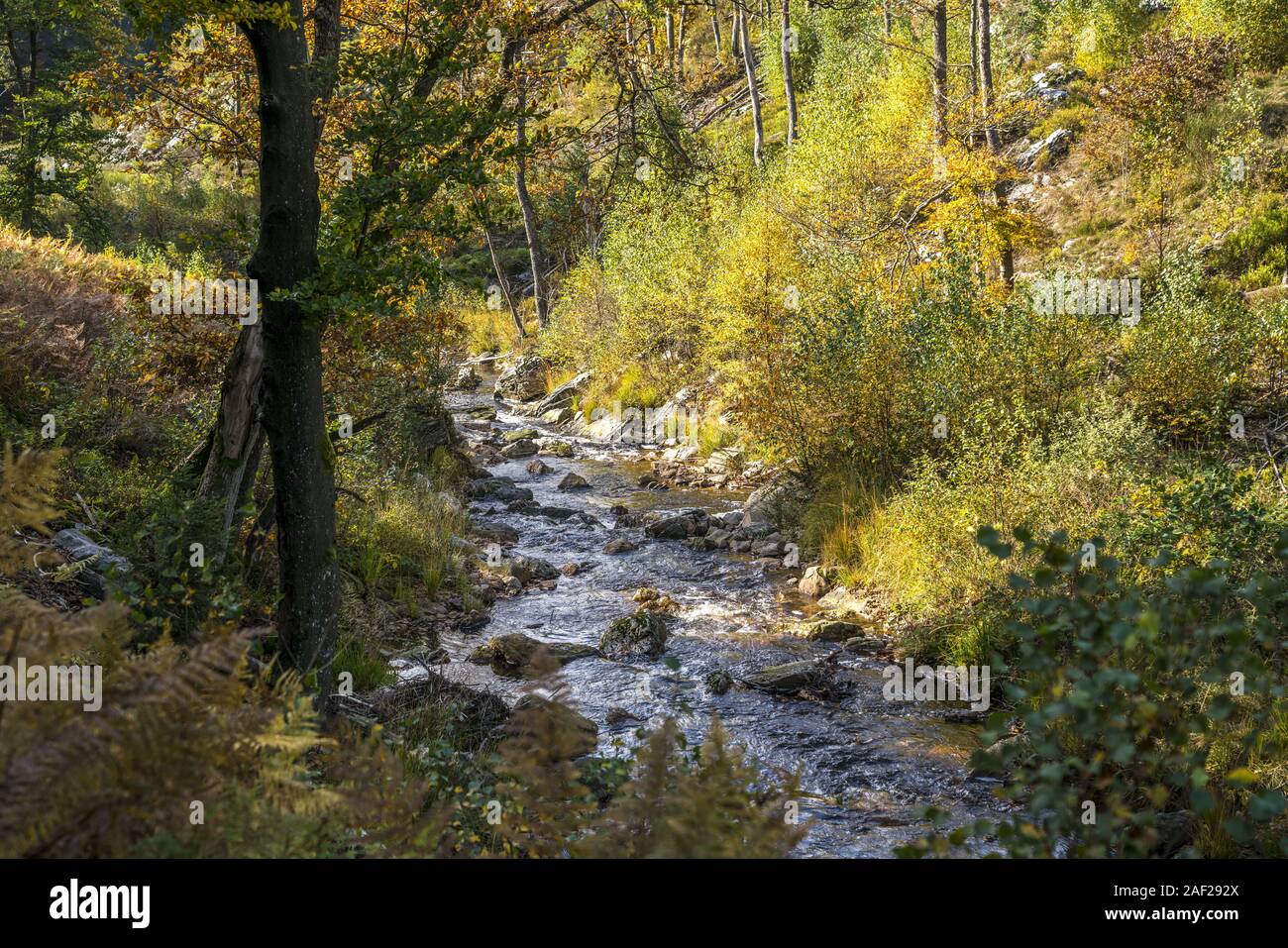 Bach im Naturpark Hohes Venn, Lüttich, Belgien | River through the High ...