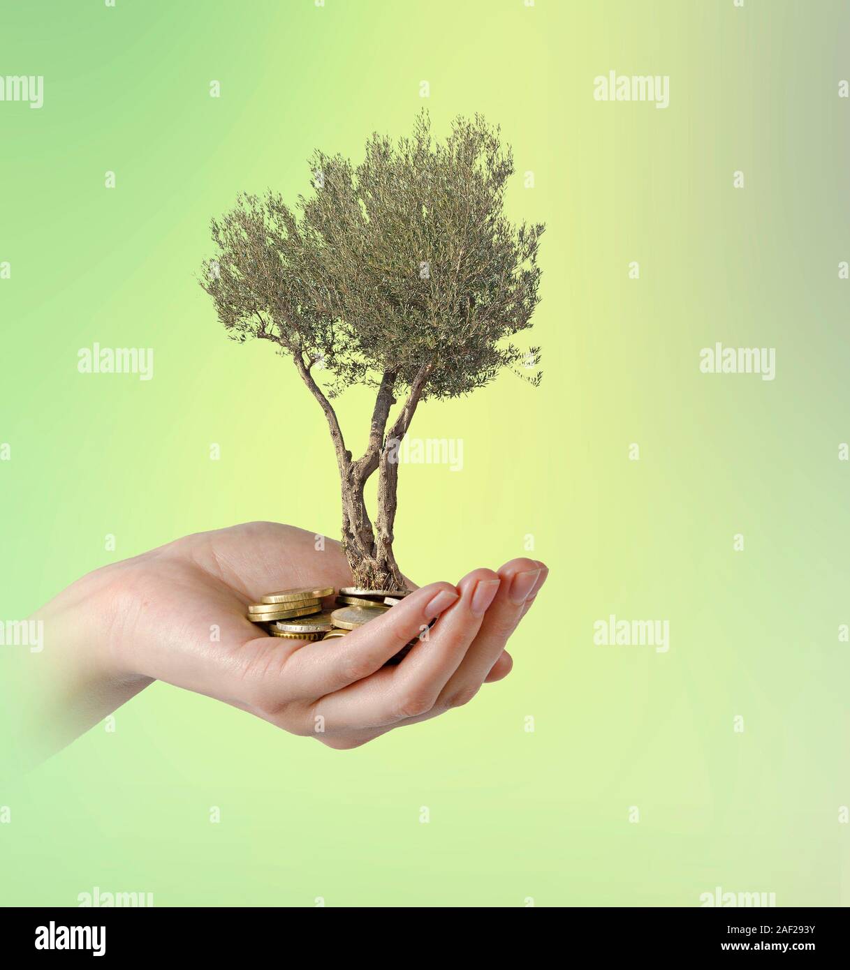 Hand planting an olive tree hi-res stock photography and images - Alamy