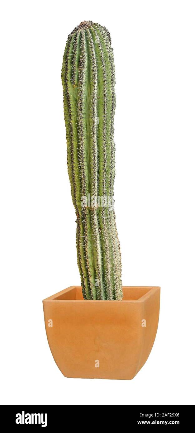 cactus isolated on white background Stock Photo - Alamy