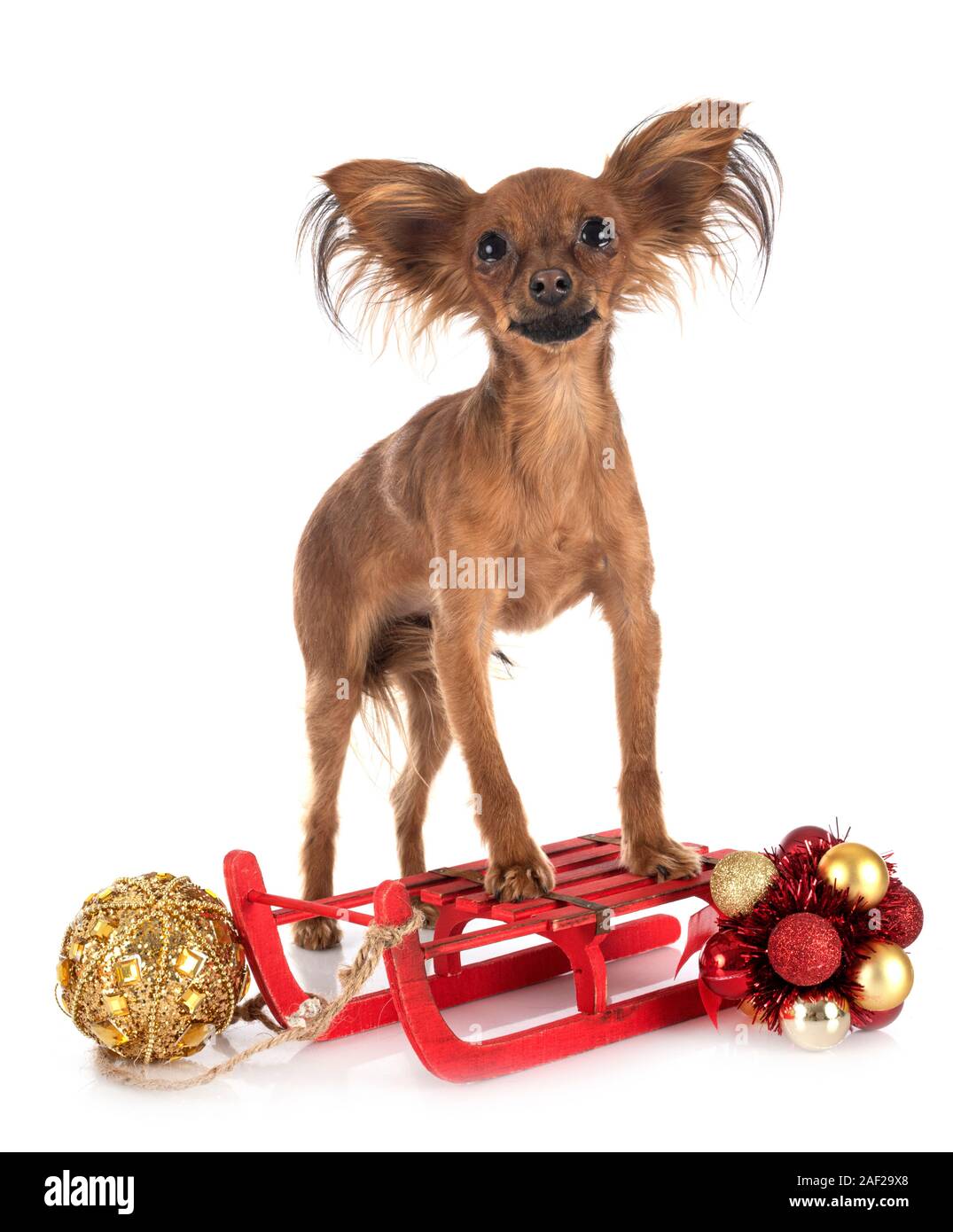 Russkiy Toy in front of white background Stock Photo - Alamy