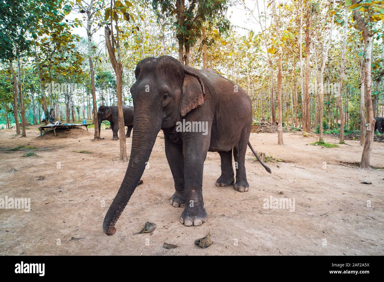 Asian elephants nature trees hi-res stock photography and images - Alamy
