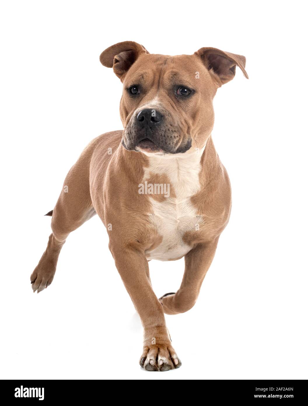 staffordshire bull terrier in front of white background Stock Photo - Alamy