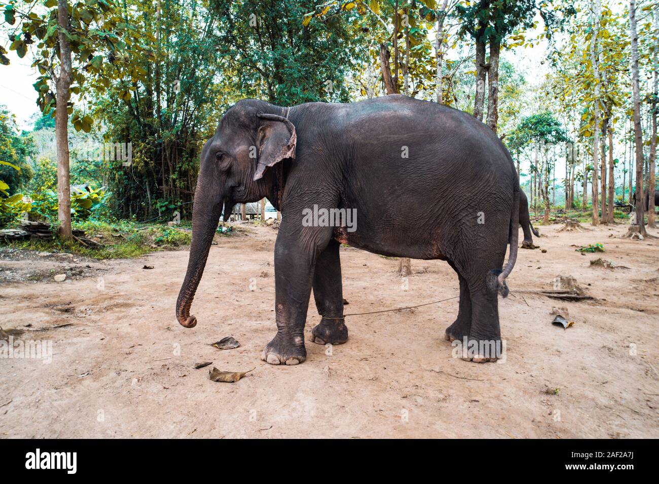 Adult female Indian elephant walking in the woods. Laos. Elephant farm ...