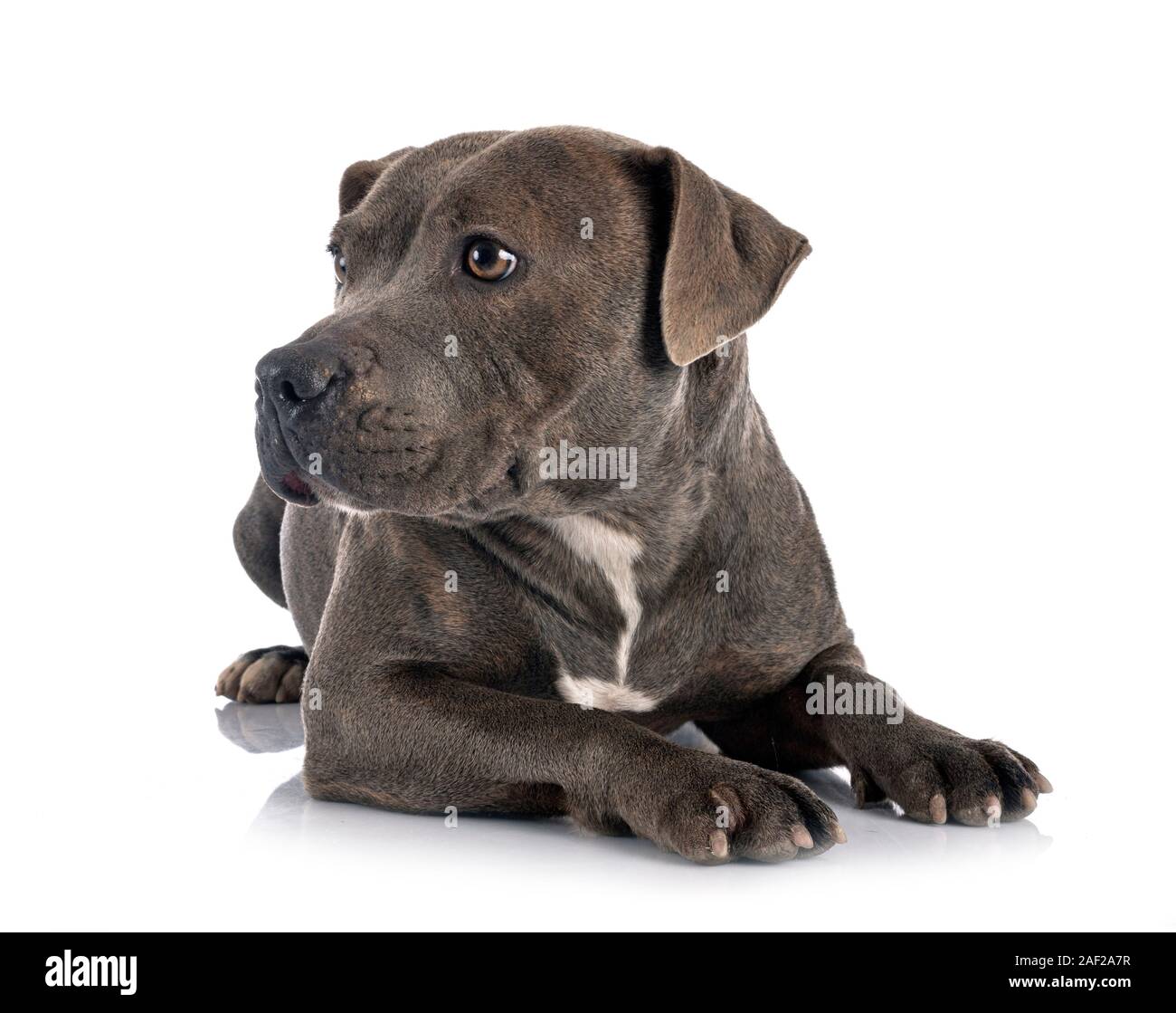 Grey Staffordshire Bull Terrier High Resolution Stock Photography and ...