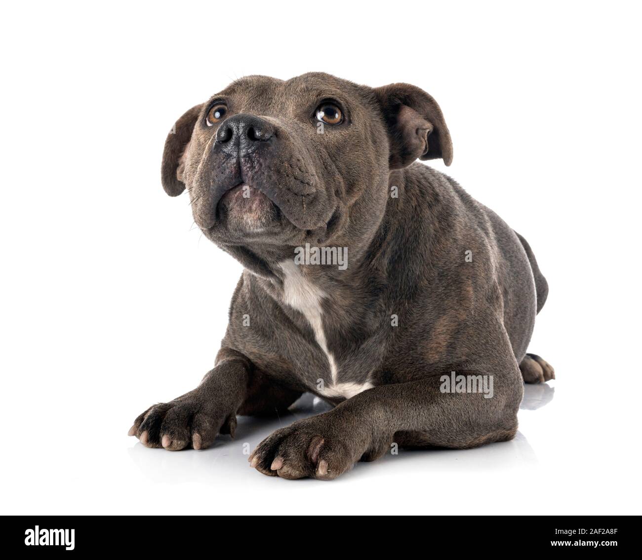 staffordshire bull terrier in front of white background Stock Photo - Alamy