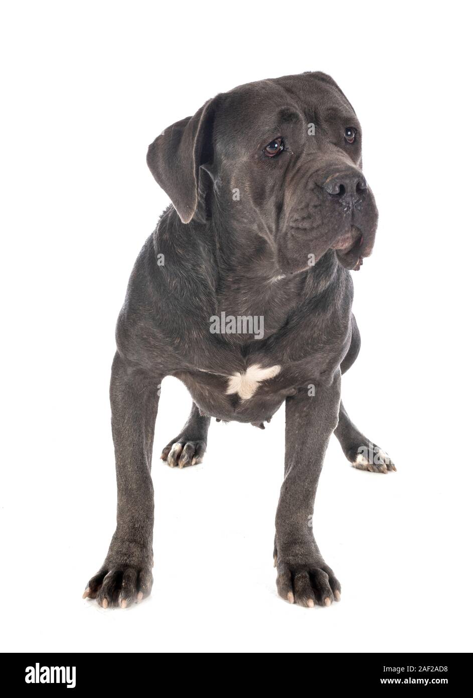italian mastiff in front of white background Stock Photo - Alamy