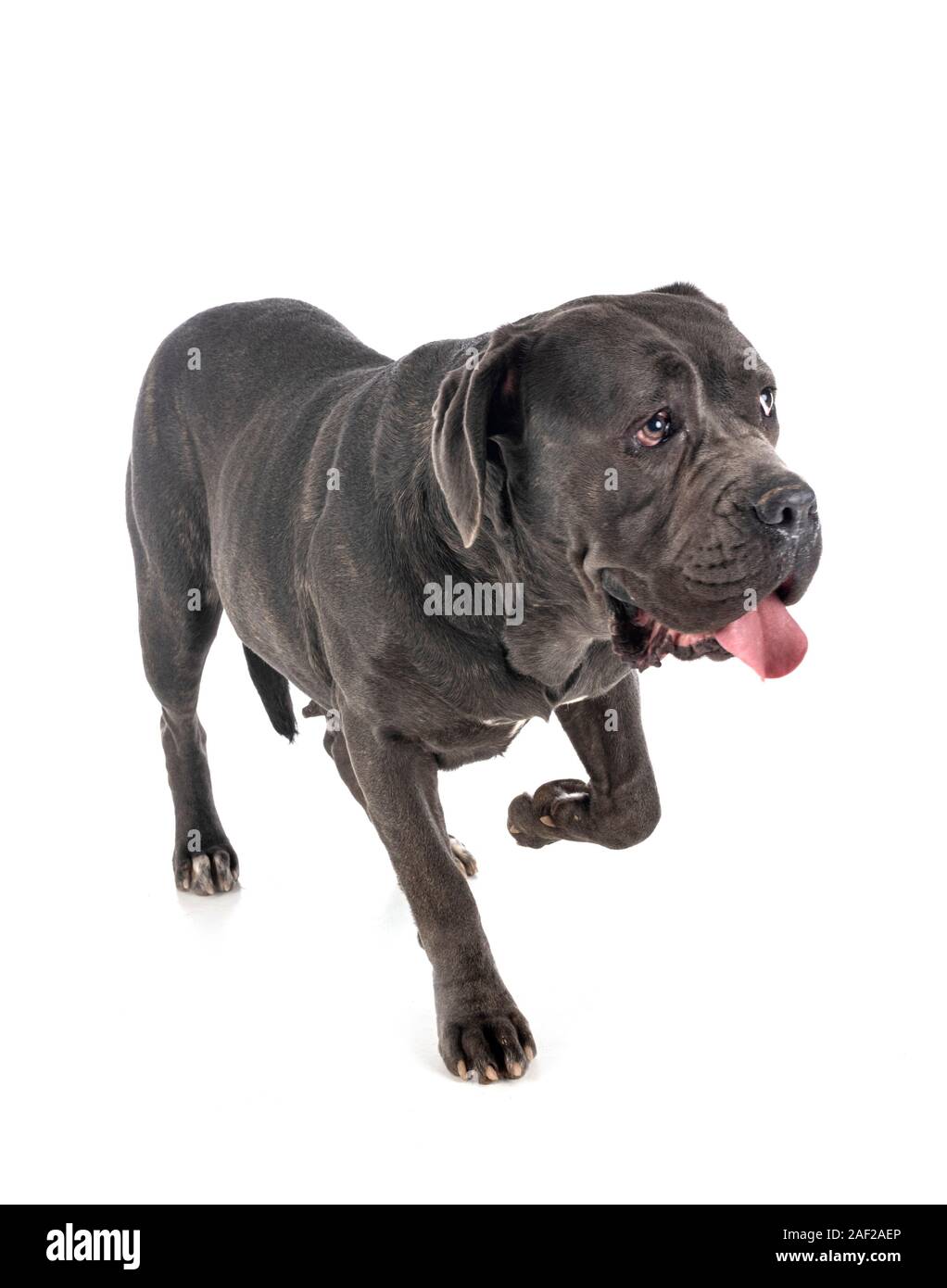 italian mastiff in front of white background Stock Photo - Alamy