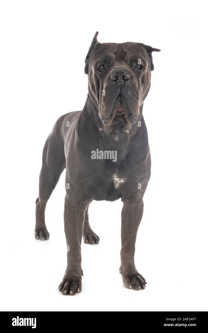 italian mastiff in front of white background Stock Photo - Alamy