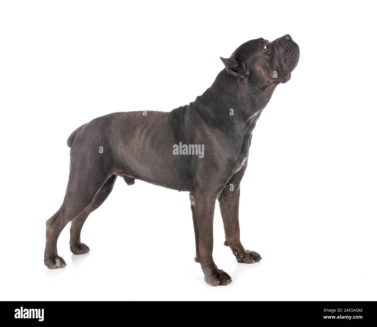 italian mastiff in front of white background Stock Photo - Alamy