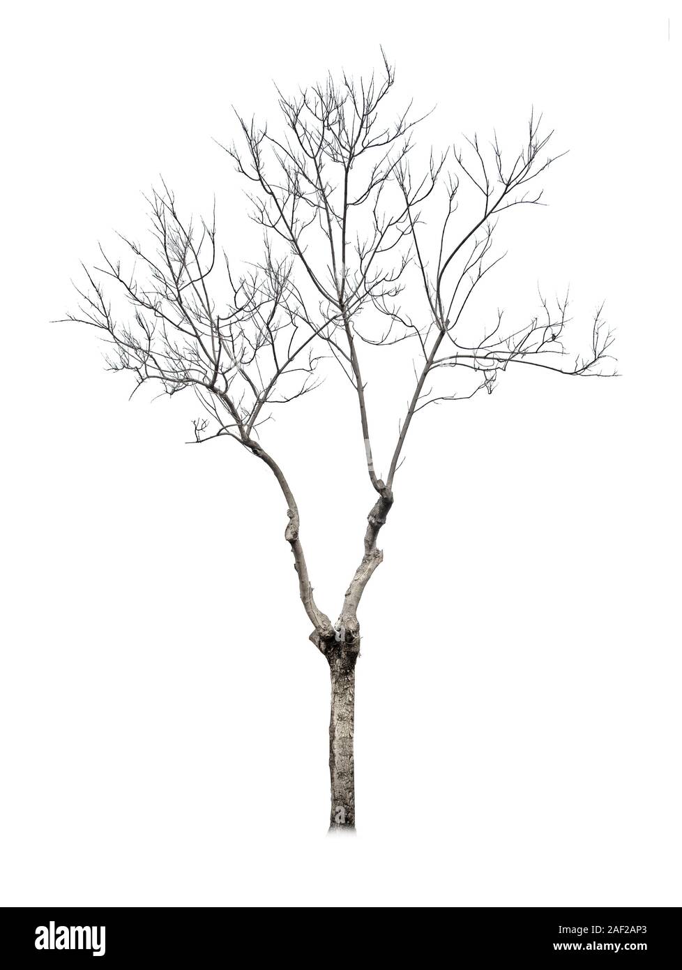 Dry climate tree Cut Out Stock Images & Pictures - Alamy