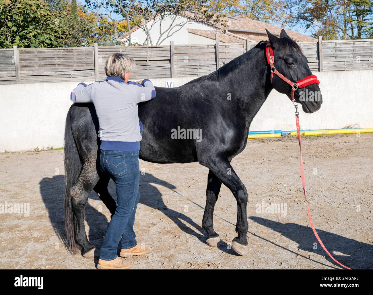 Animal osteopathy hi-res stock photography and images - Alamy