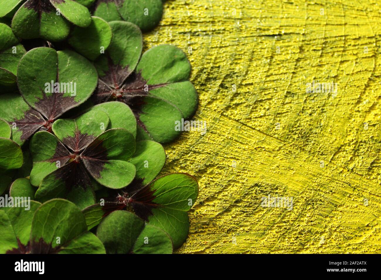 The picture shows lucky clover border on black yellow wooden background ...