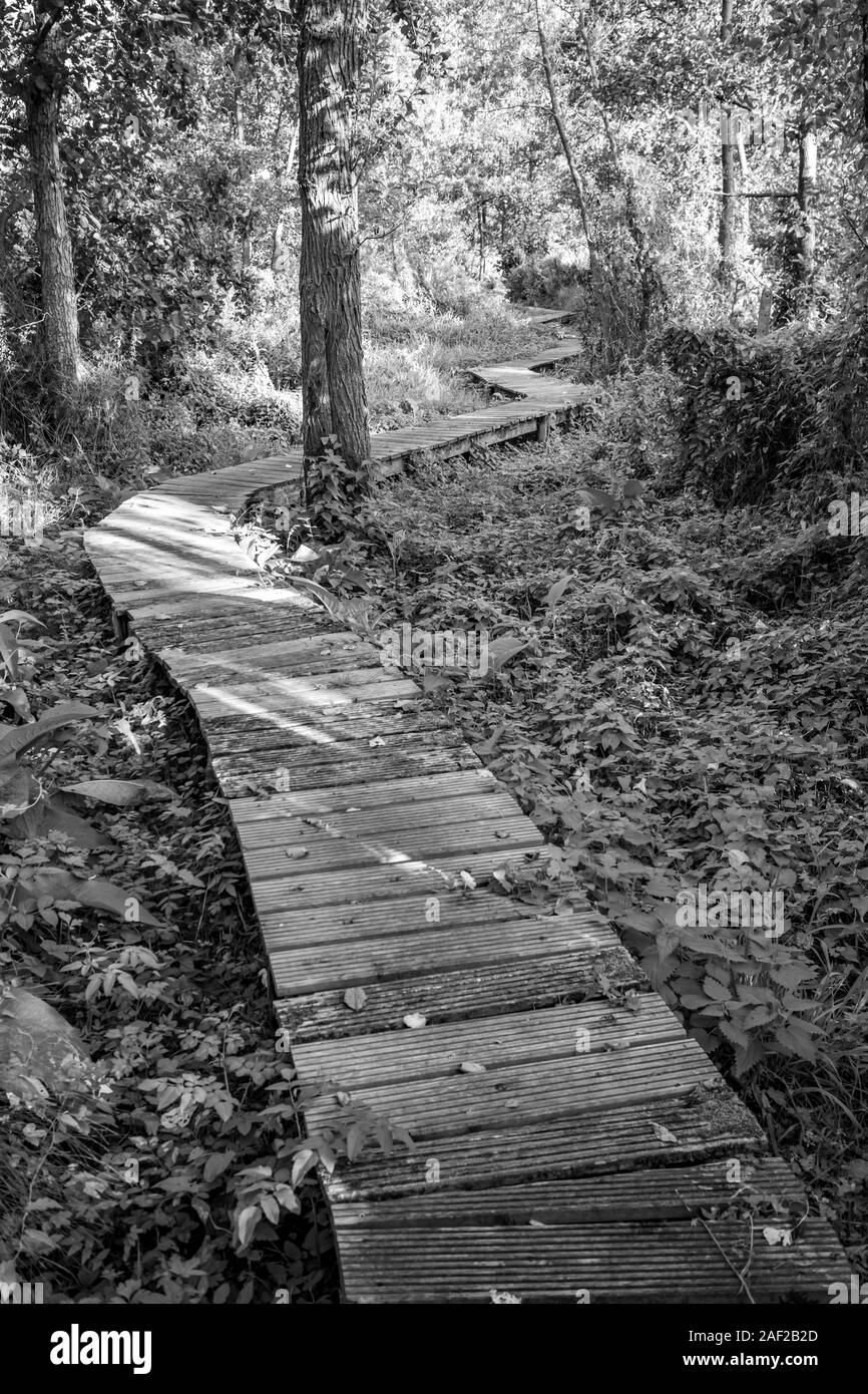 View forest path wooden Black and White Stock Photos & Images - Alamy