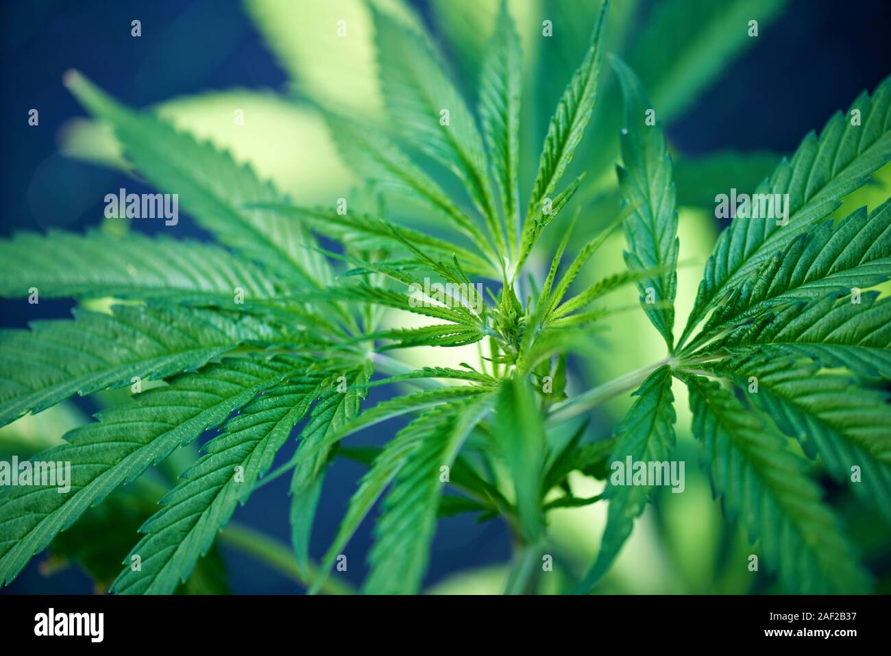 Leaves on blue background hi-res stock photography and images - Alamy