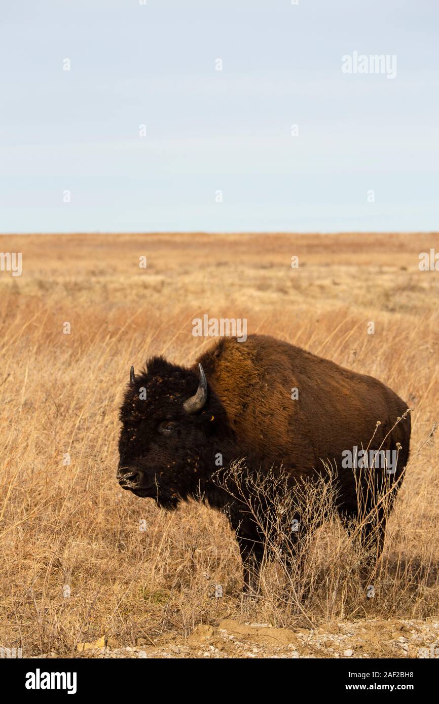 Bison at the Joseph H. Williams Tallgrass Prairie Preserve Stock Photo ...