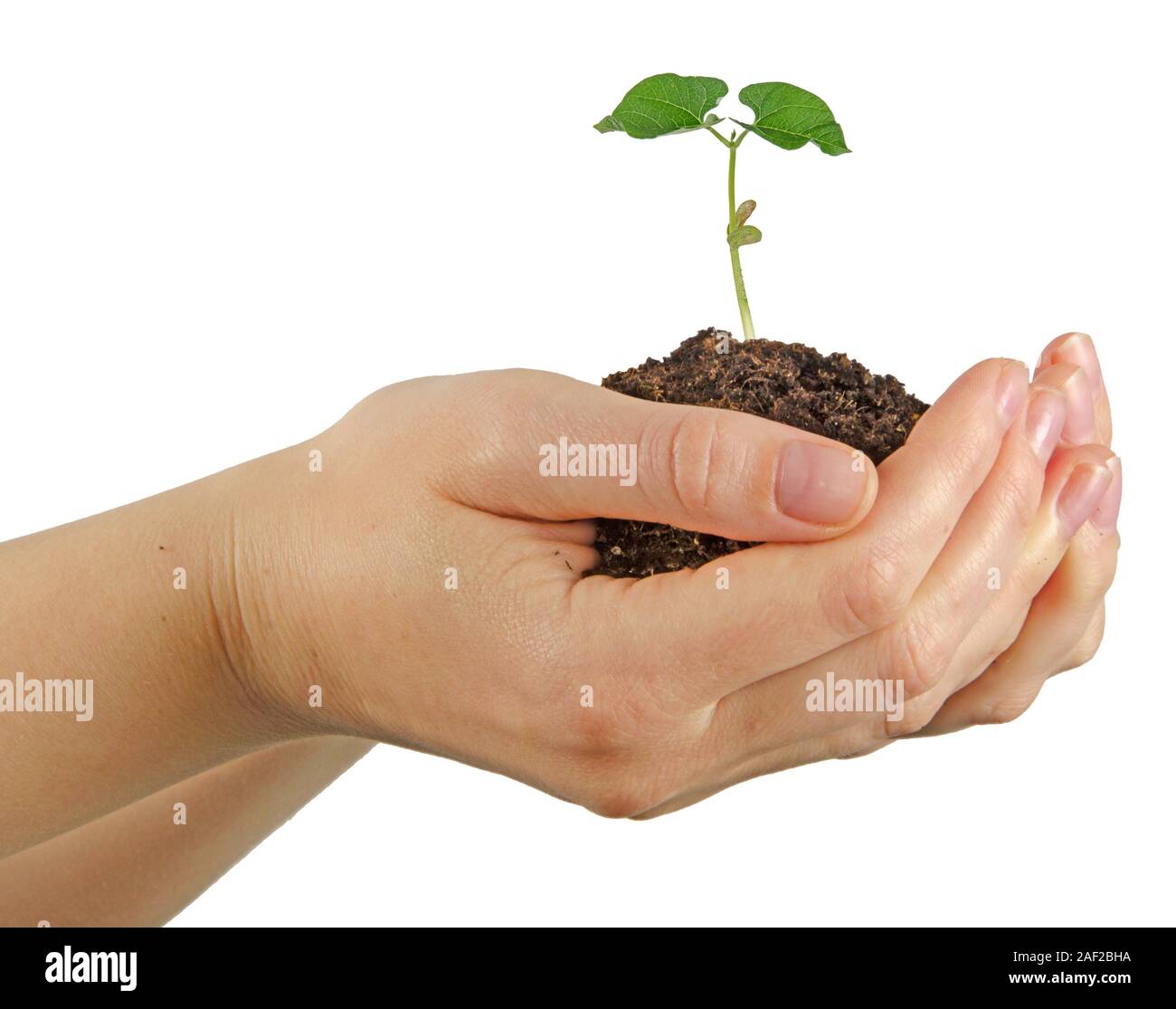 Bean seedling in hands Stock Photo - Alamy