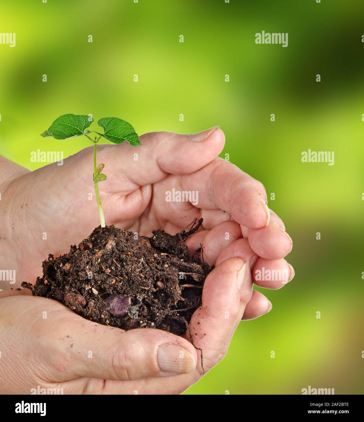 Sapling in hands Stock Photo - Alamy