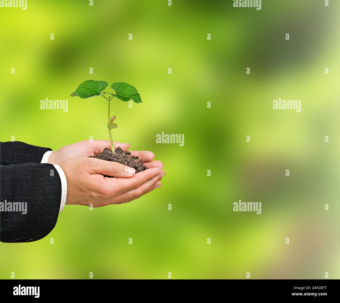Sapling in hands Stock Photo - Alamy