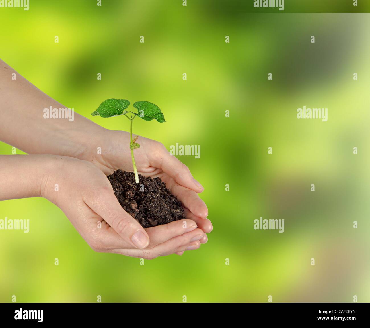 Sapling in hands Stock Photo - Alamy