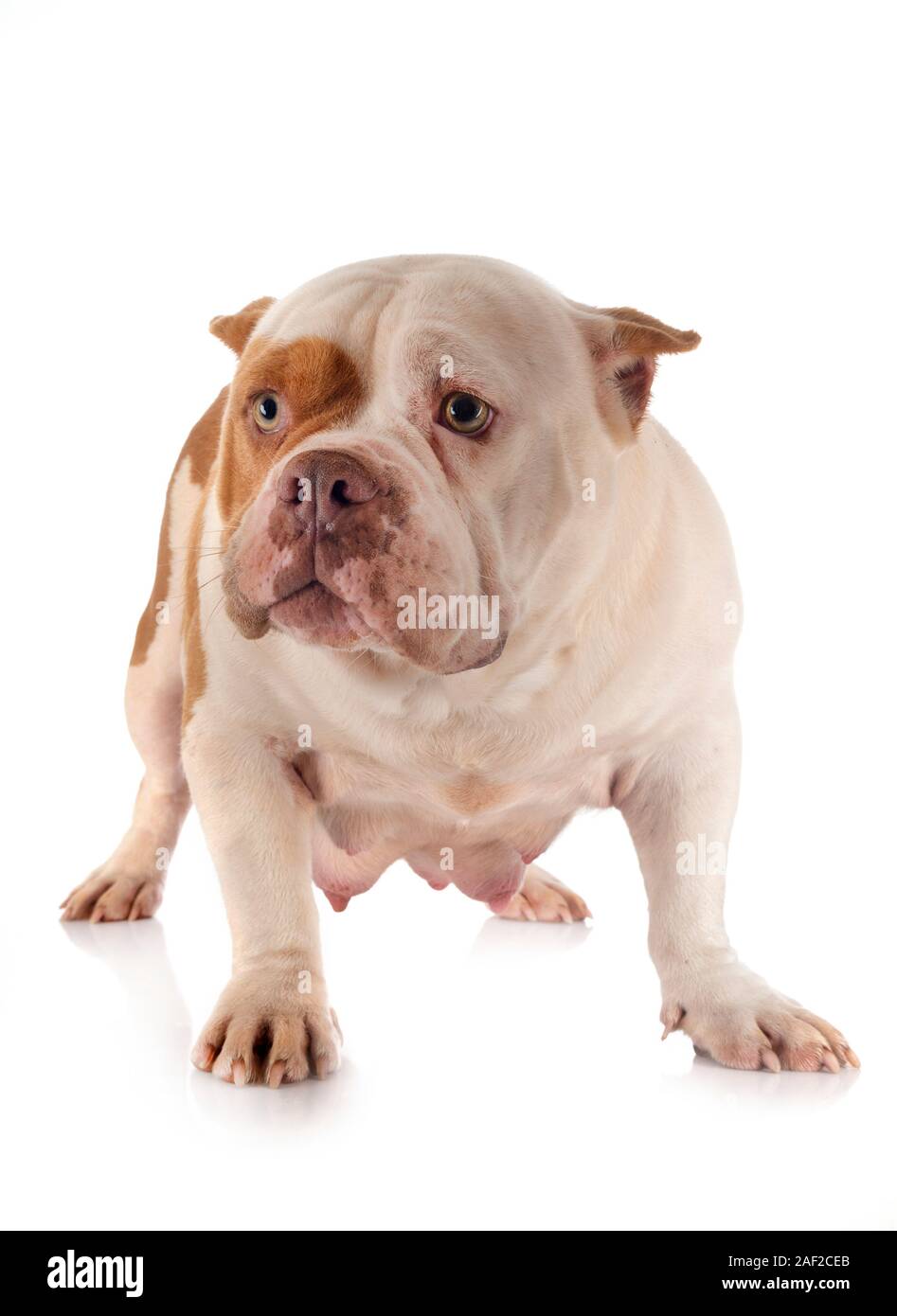 american bully in front of white background Stock Photo - Alamy
