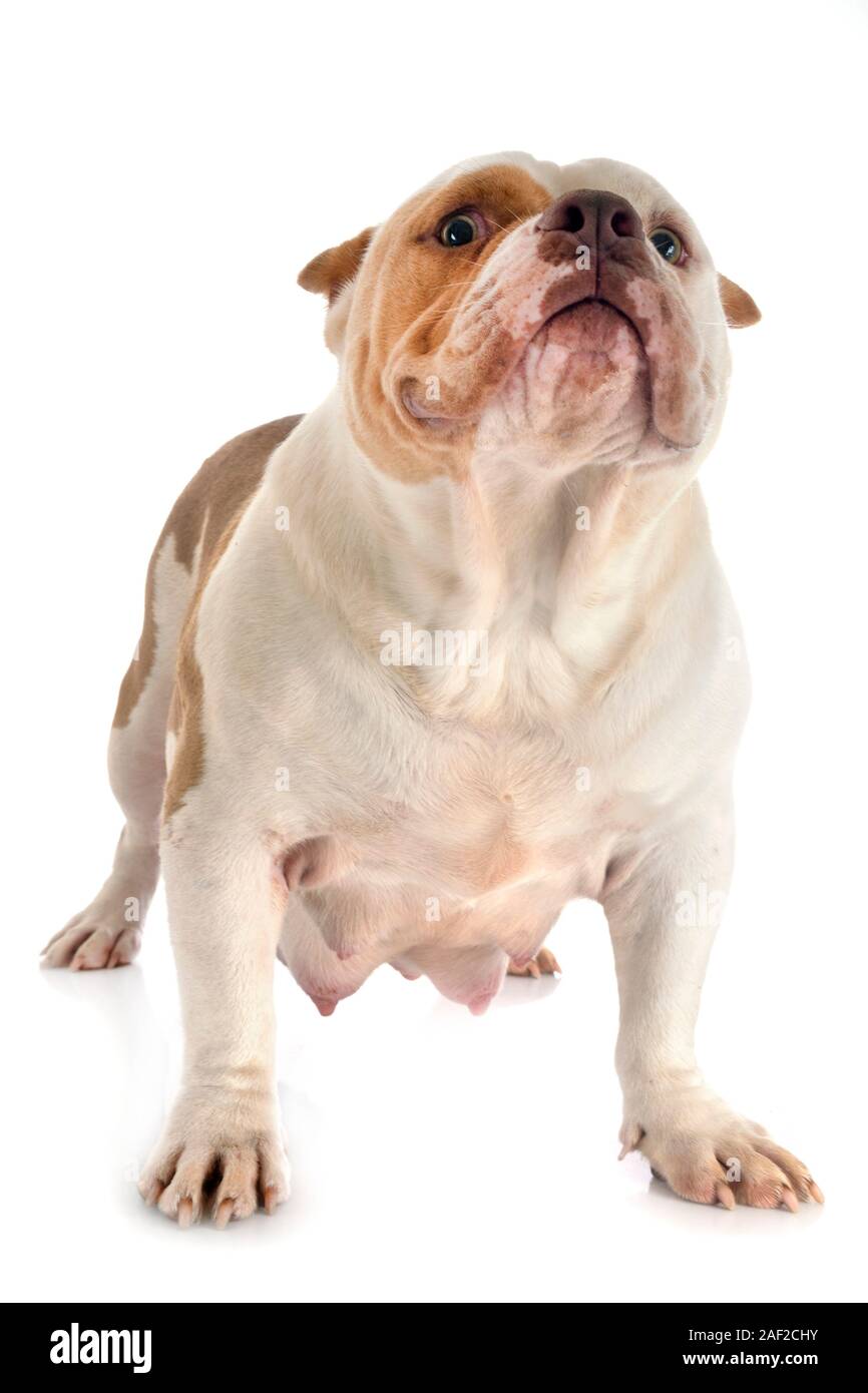 american bully in front of white background Stock Photo - Alamy