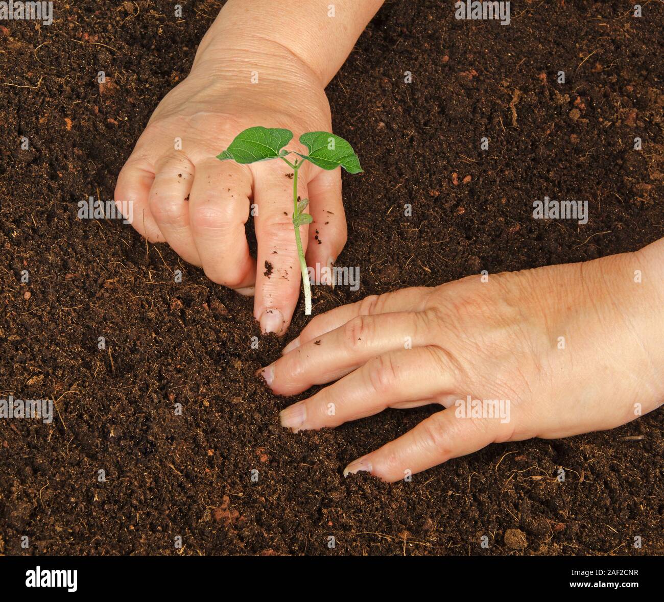 Planting a bean plant Stock Photo - Alamy