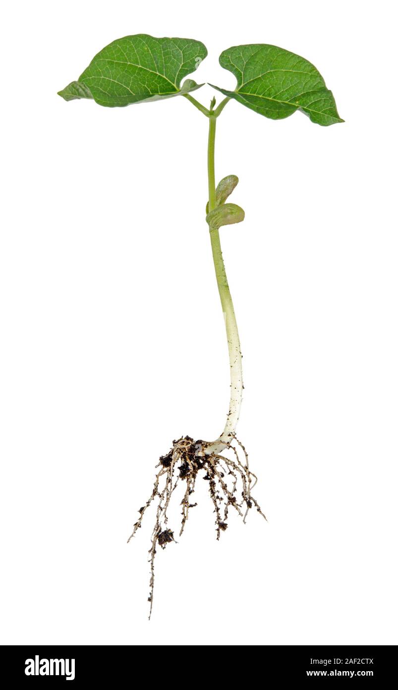 Bean sprout root Cut Out Stock Images & Pictures - Alamy
