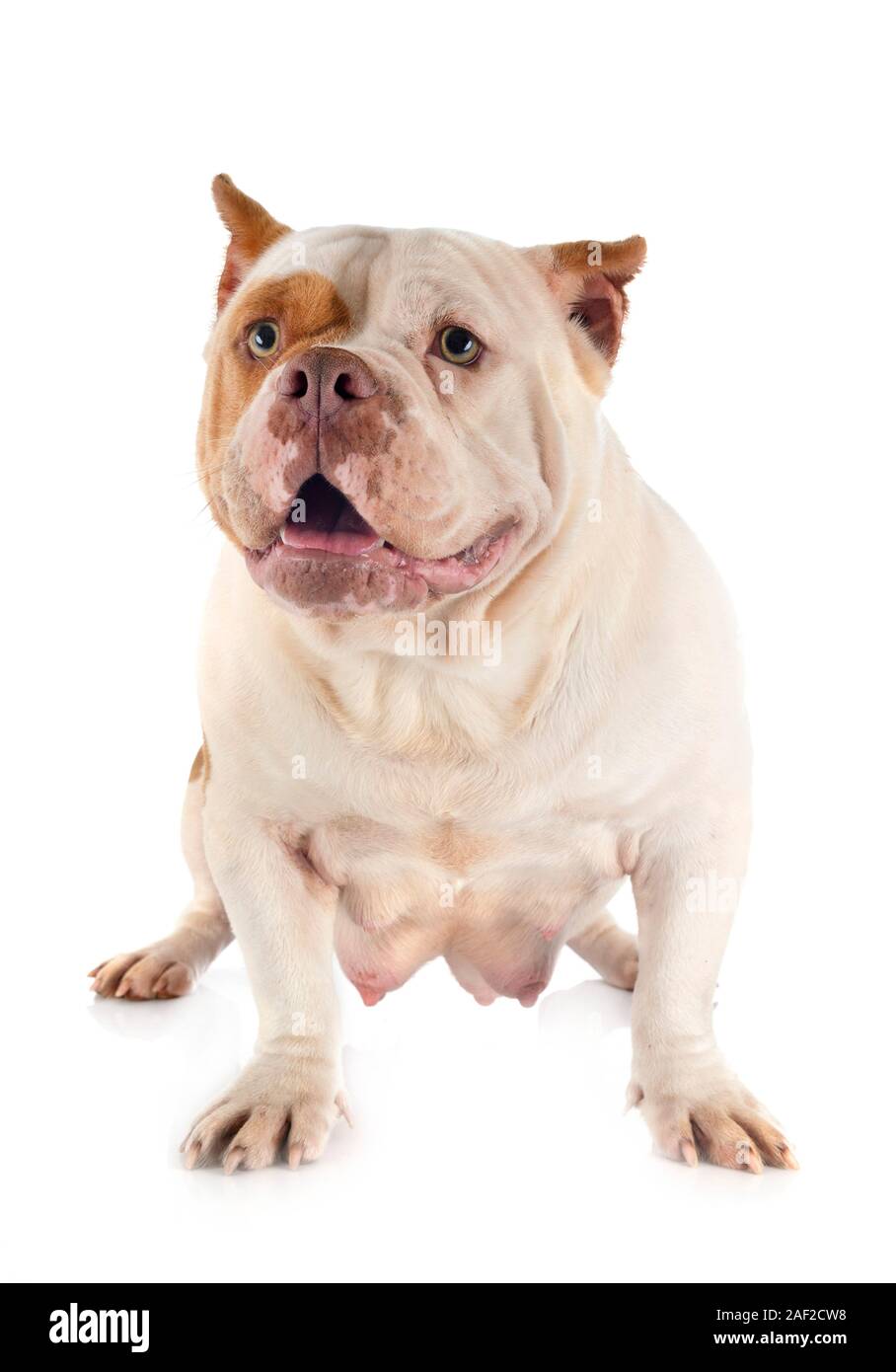 american bully in front of white background Stock Photo - Alamy