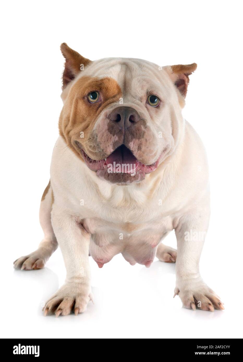 american bully in front of white background Stock Photo - Alamy