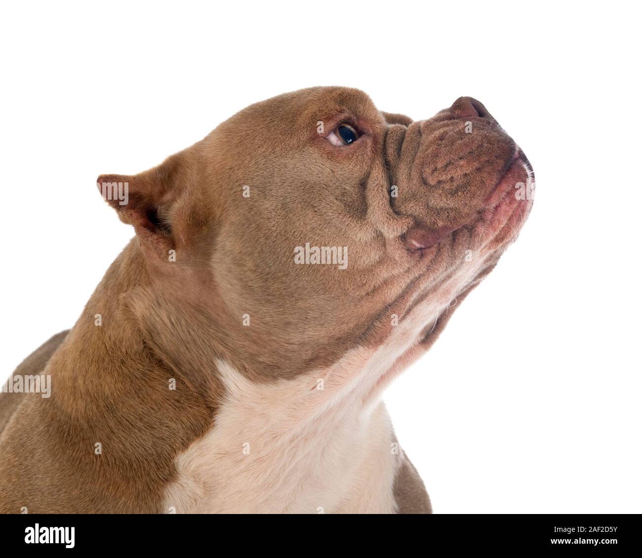 american bully in front of white background Stock Photo - Alamy