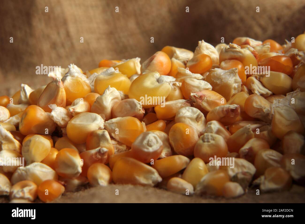 dried corn background Stock Photo - Alamy