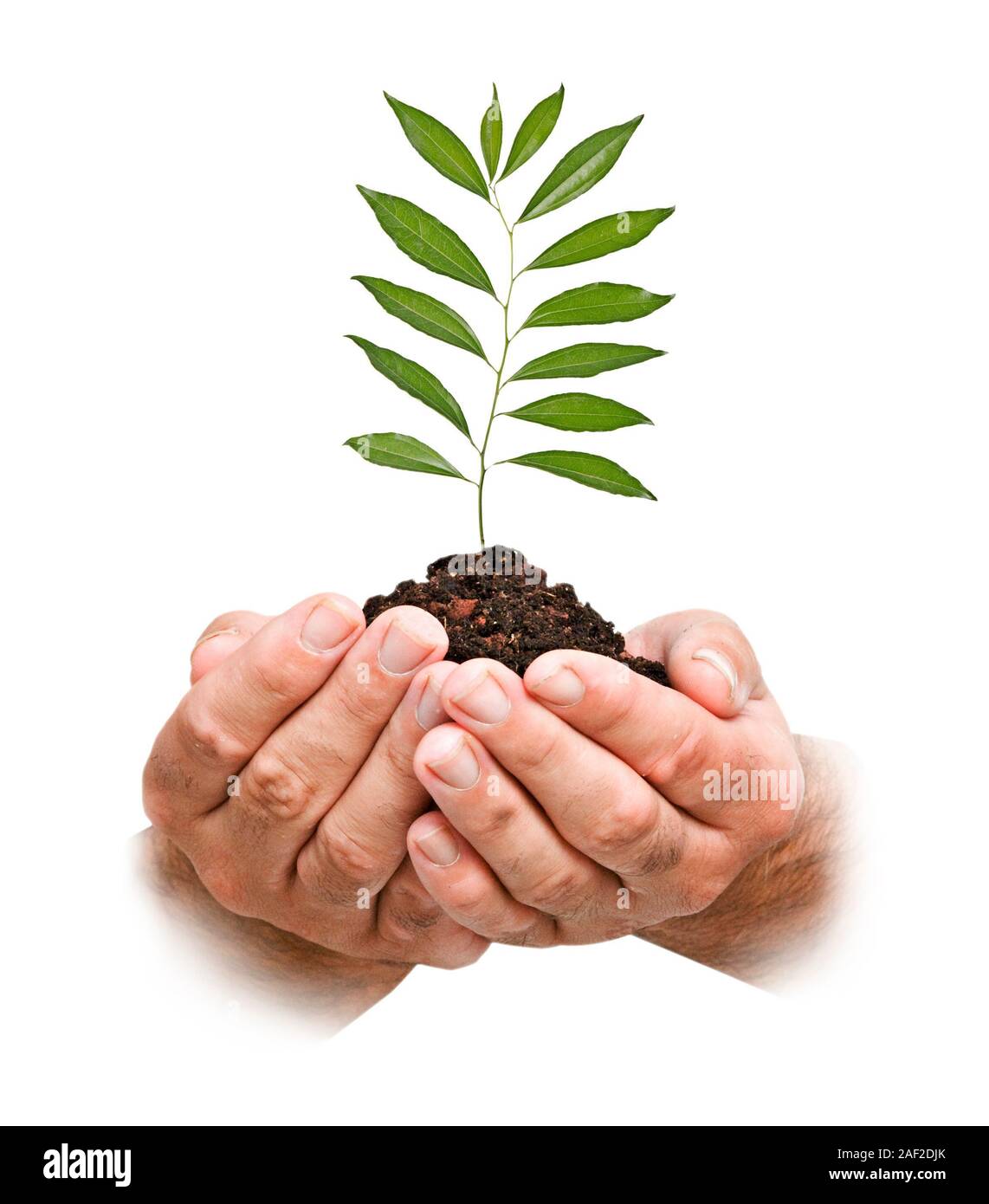sapling in hands Stock Photo - Alamy