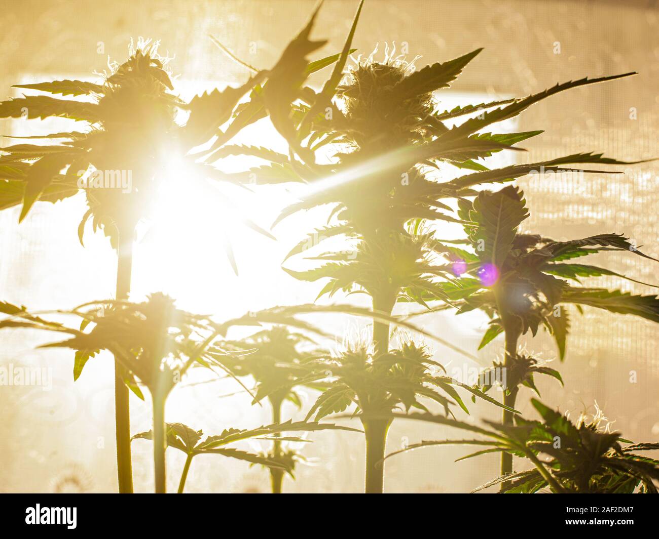 Cannabis plant sunset hi-res stock photography and images - Alamy
