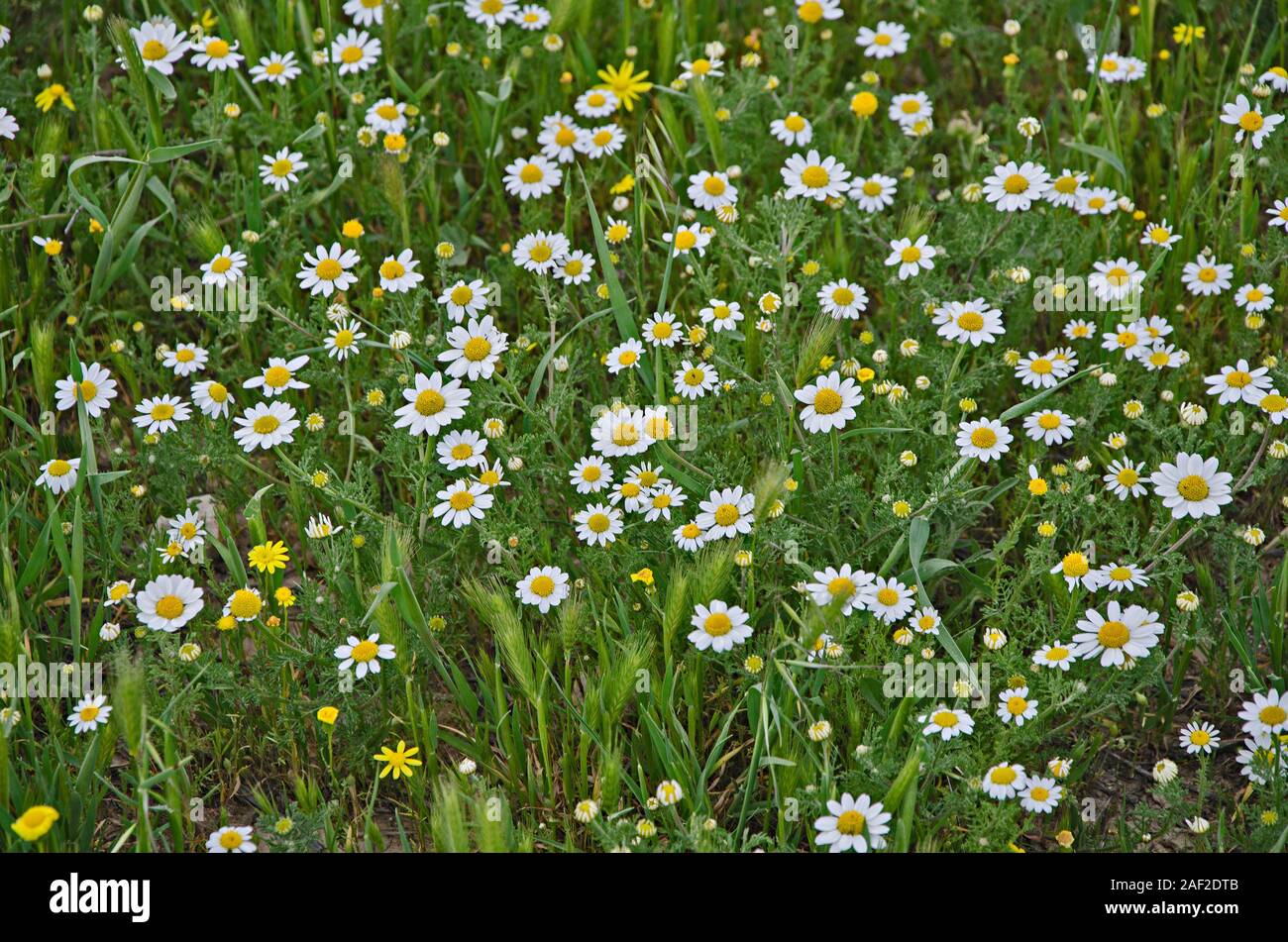 Field of chamomile (scented mayweed Stock Photo - Alamy