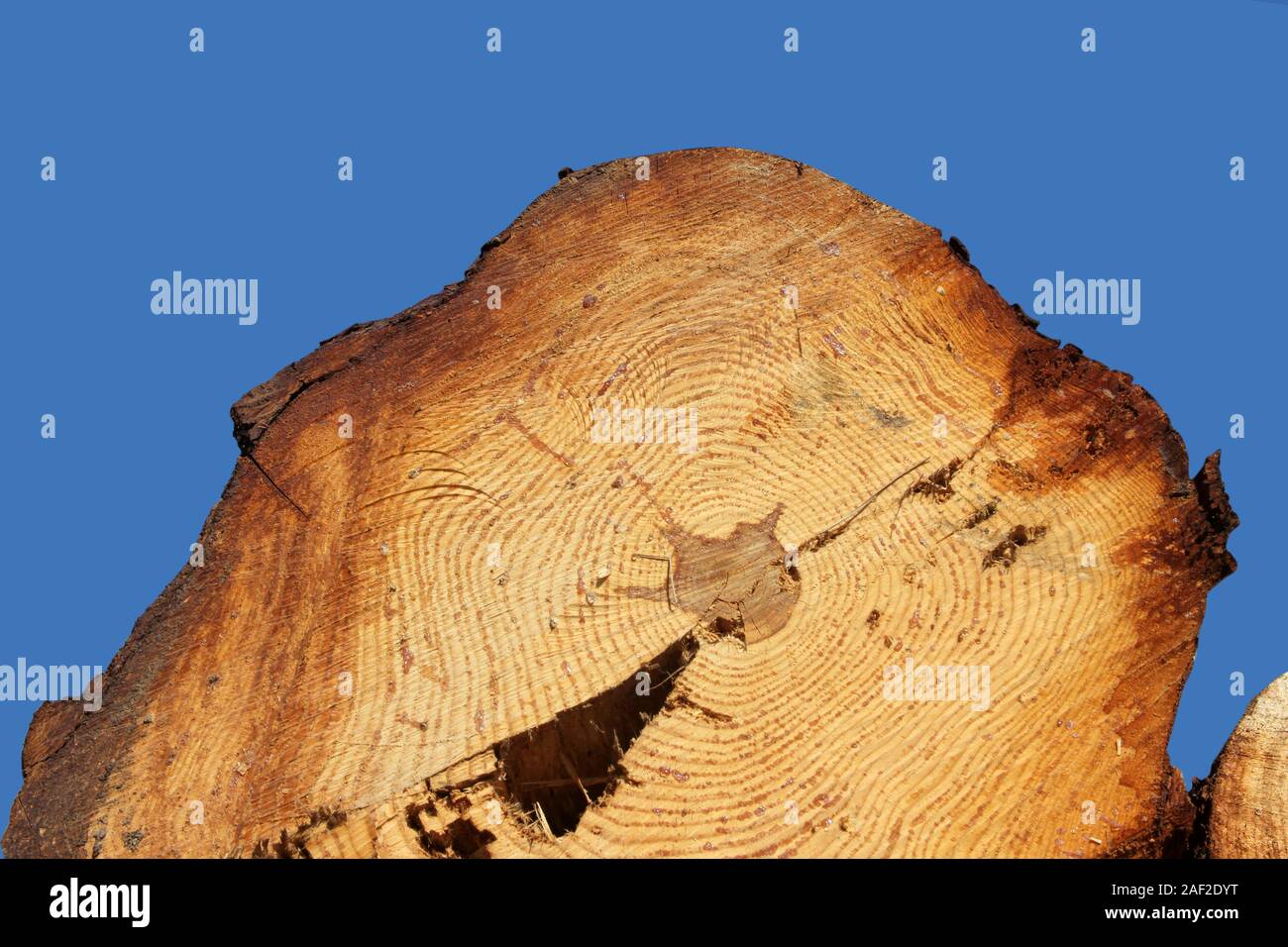 cut tree close up Stock Photo - Alamy