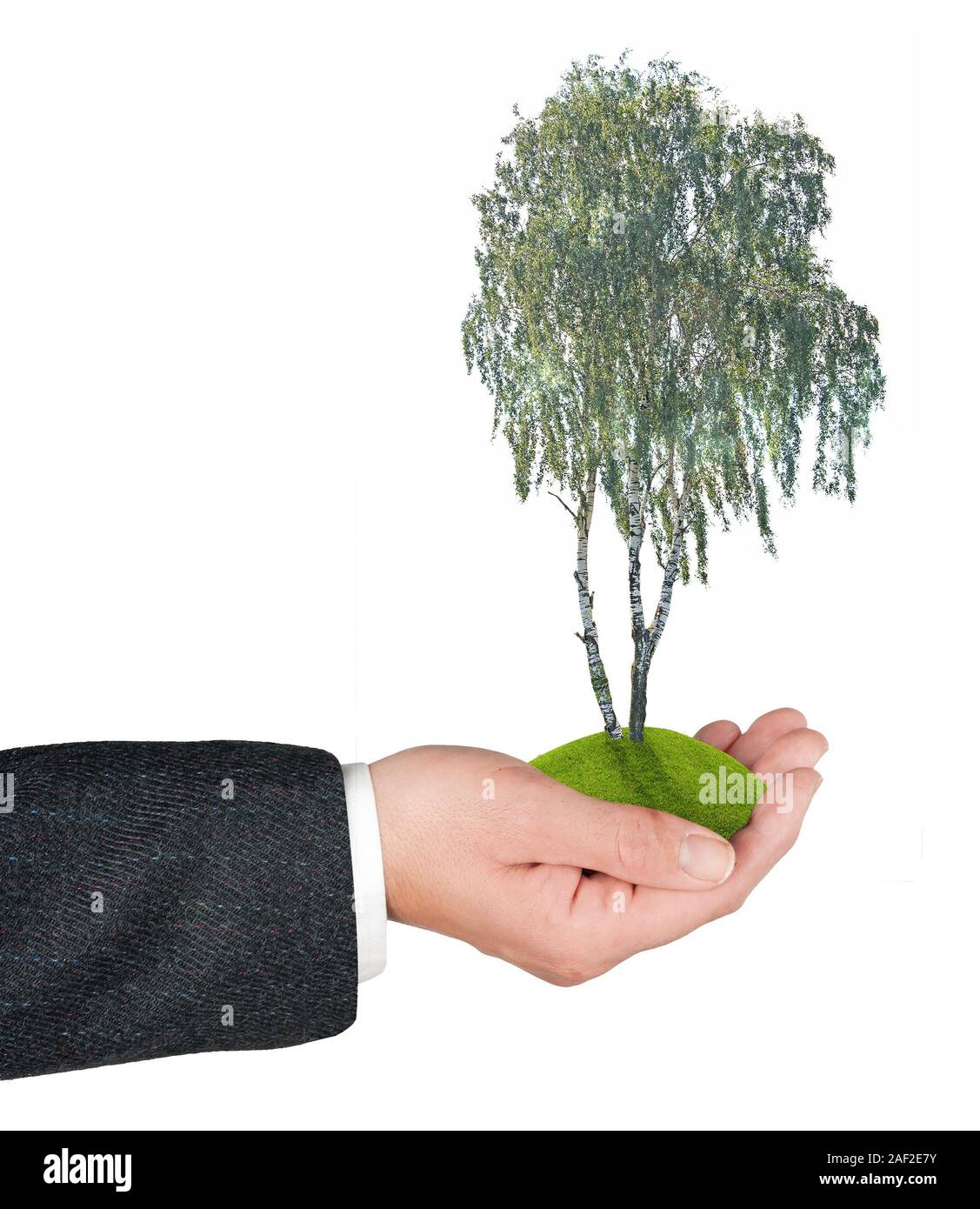 birch tree in hand Stock Photo - Alamy