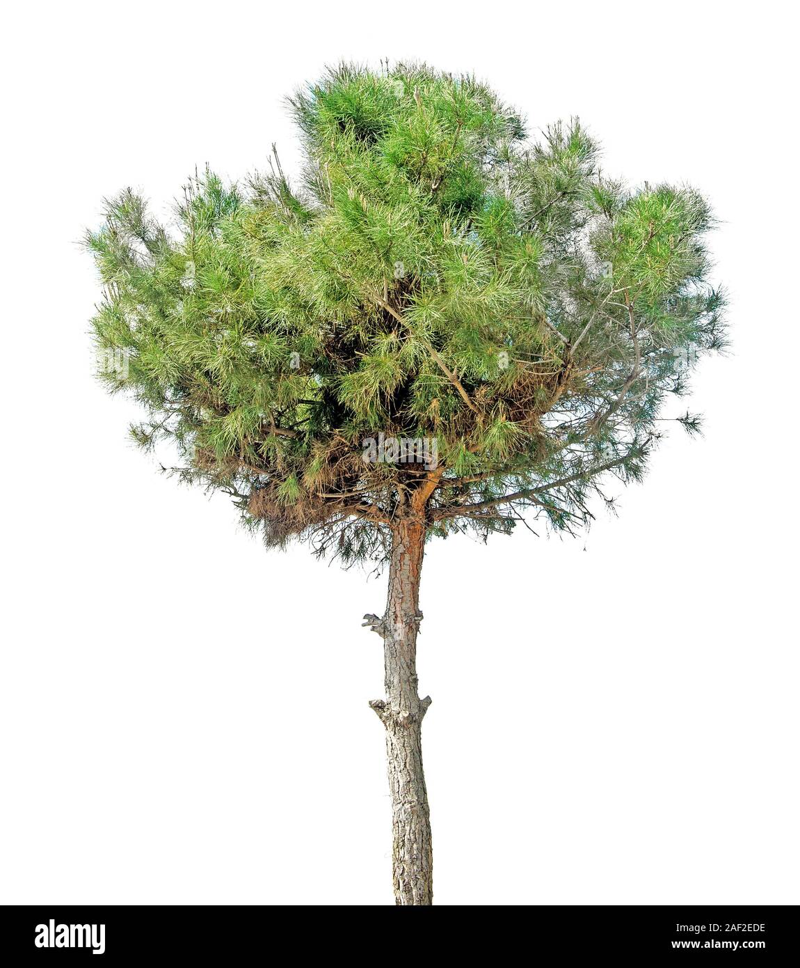 Pine tree on white background Stock Photo - Alamy